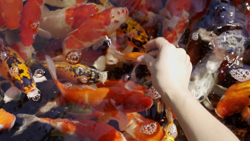 Snapping fish Stock Video Footage - 4K and HD Video Clips | Shutterstock