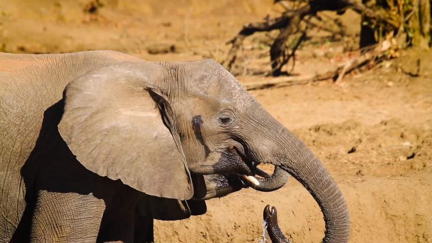 Elephant head profile Stock Video Footage - 4K and HD Video Clips ...
