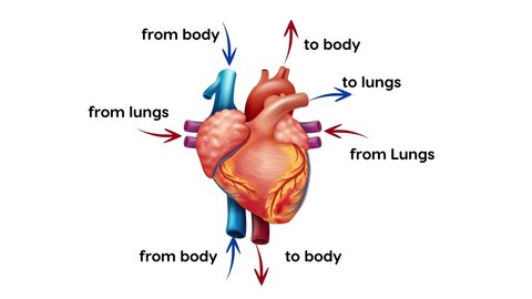 Heart Other Organs Animated Human Body Stock Footage Video (100% ...