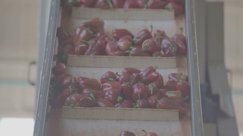 Sorting Line Peppers Factory Process Washing Stock Footage Video (100% ...