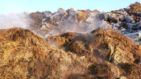 Hot Steaming Natural Animal Cow Dung Stock Footage Video (100% Royalty ...