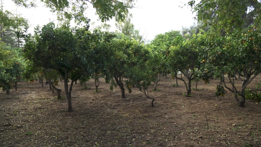 Malta orange tree Stock Video Footage - 4K and HD Video Clips ...