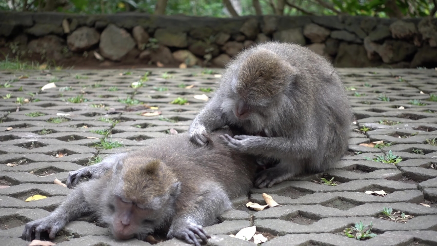 Monkey mating Stock Video Footage - 4K and HD Video Clips | Shutterstock