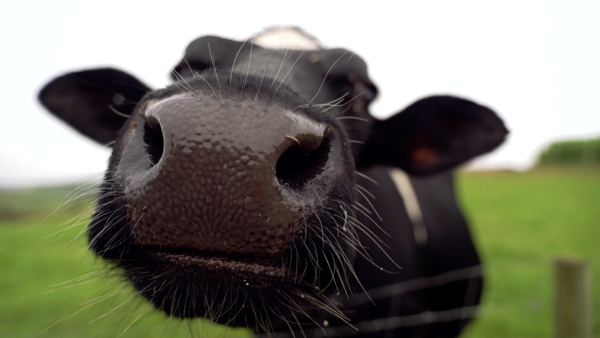 47 Cow front view isolated Stock Video Footage - 4K and HD Video Clips ...