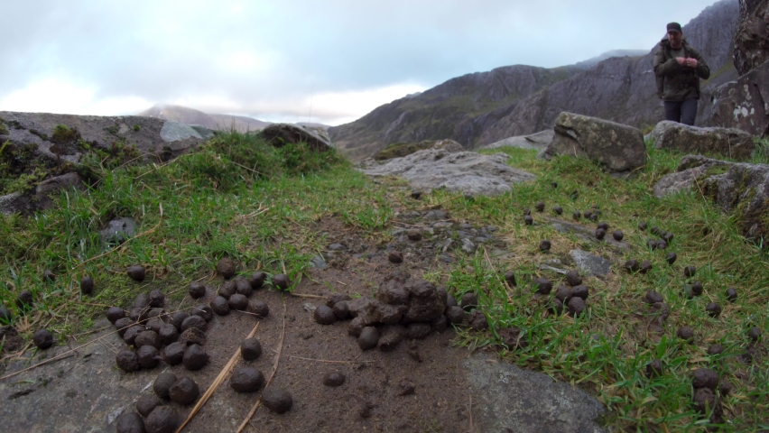 Sheep poo Stock Video Footage - 4K and HD Video Clips | Shutterstock