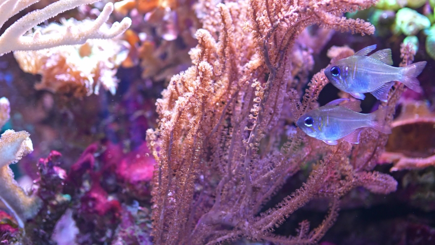 Ocean fish types Stock Video Footage - 4K and HD Video Clips | Shutterstock