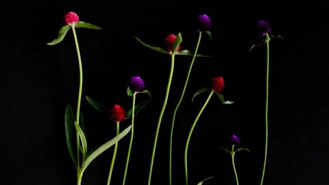 Clover Dancing Gif On Black Background Stock Footage Video (100% ...