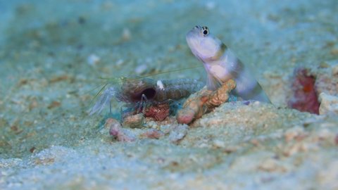 Pistol Shrimps Symbiotic Relationship Goby Stock Footage Video (100% ...