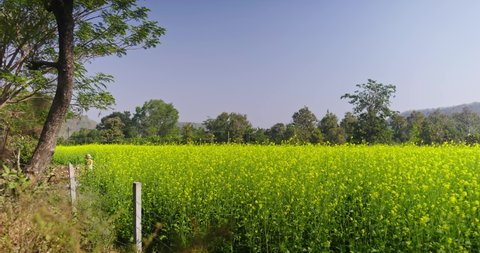 Beautiful Mustard Sarso Farming Flowers Stock Footage Video (100% ...