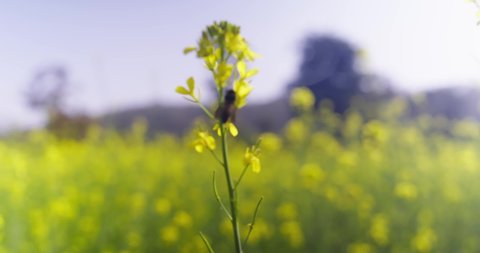 Beautiful Mustard Sarso Farming Flowers Stock Footage Video (100% ...