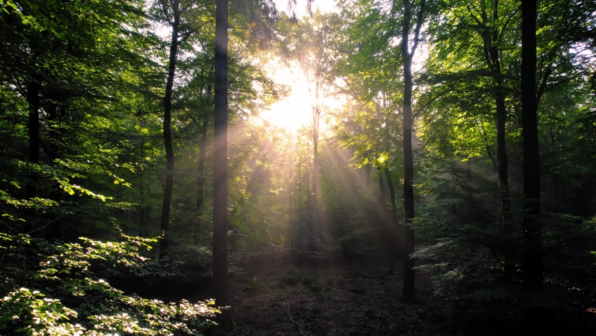 Forest Background Videos: 4K and HD Video Clips for Download