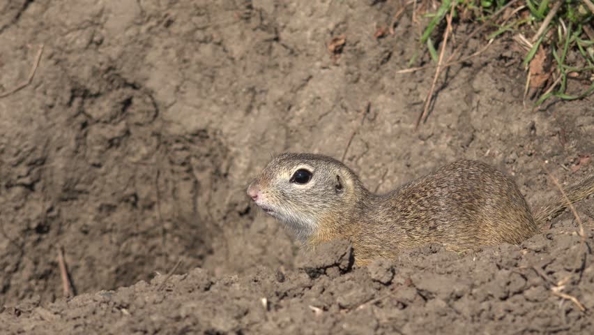 4k Scared Gopher Animal in Stock Footage Video (100% Royalty-free ...