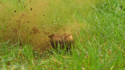 Puffball Mushroom Lycoperdon Perlatum Spore Explosion Stock Footage ...