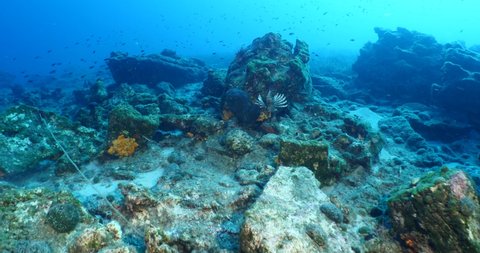 Fish Sponge Scenery Underwater Sun Beams Stock Footage Video (100% ...