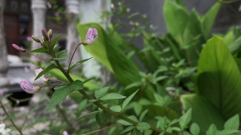 Closeup Footage Wild Plants Moving Wind Stock Footage Video (100% ...