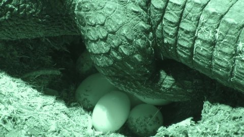 Crocodile eggs Stock Video Footage - 4K and HD Video Clips | Shutterstock