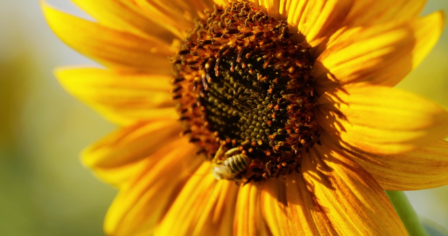 Flower fury Stock Video Footage - 4K and HD Video Clips | Shutterstock