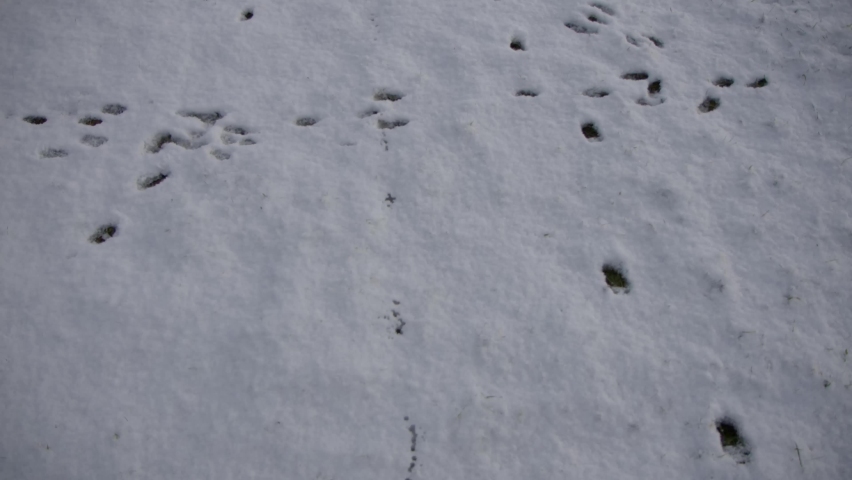 Deer trace Stock Video Footage - 4K and HD Video Clips | Shutterstock