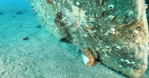 Heavily Injured Wounded Octopus Underwater Damaged Stock Footage Video ...