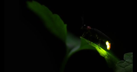 3,135 Fireflies Stock Video Footage - 4K and HD Video Clips | Shutterstock