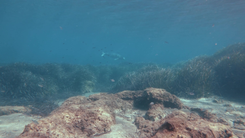 fish monk seal swimming distance Stock Footage Video (100% Royalty-free ...