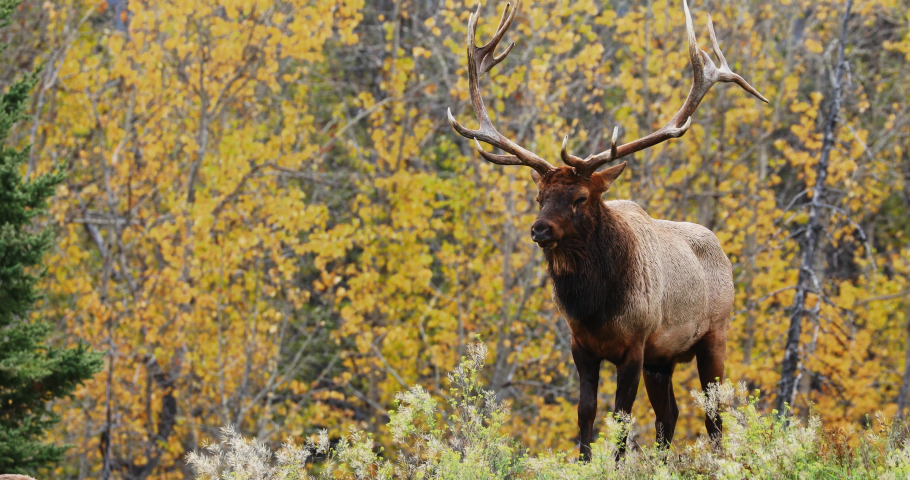 Elk profile Stock Video Footage - 4K and HD Video Clips | Shutterstock