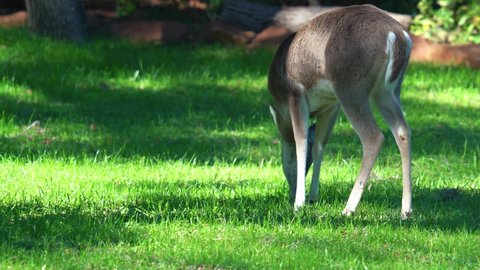 4,175 Whitetail Deer Stock Video Footage - 4K and HD Video Clips ...