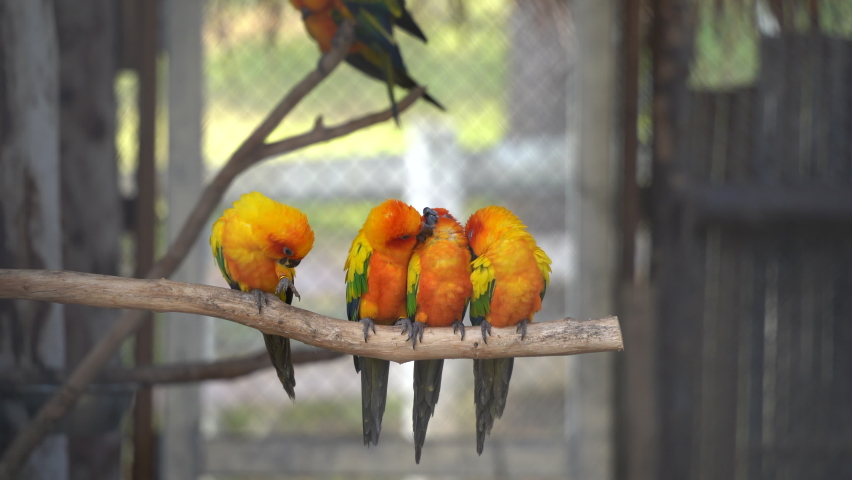 Zoo animals making love Stock Video Footage - 4K and HD Video Clips ...