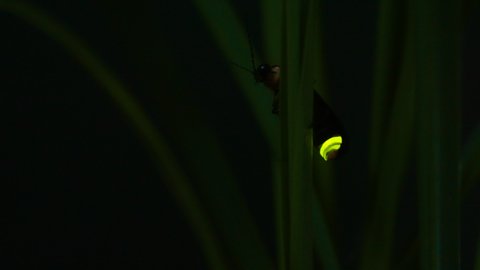 3,135 Fireflies Stock Video Footage - 4K and HD Video Clips | Shutterstock