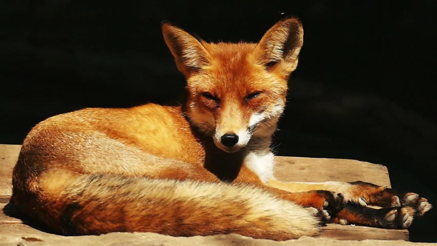 Fox waiting Stock Video Footage - 4K and HD Video Clips | Shutterstock