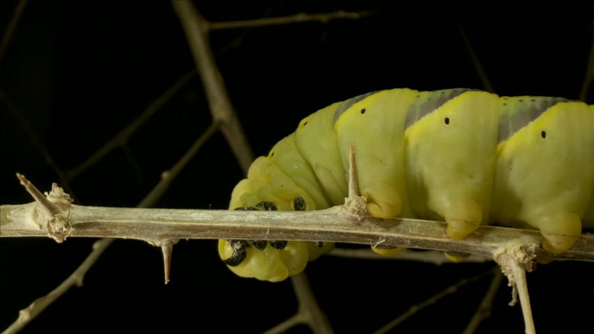 Larva of Death's-head hawkmoth - Acherontia atropos image - Free stock ...