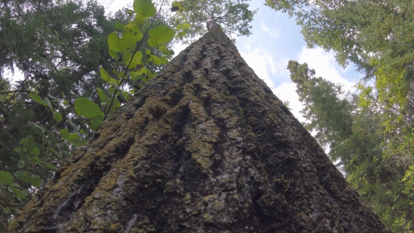Trembling aspen tree Stock Video Footage - 4K and HD Video Clips ...