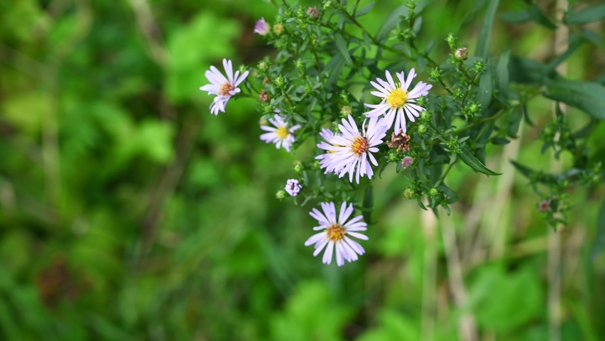 Astra flower Stock Video Footage - 4K and HD Video Clips | Shutterstock