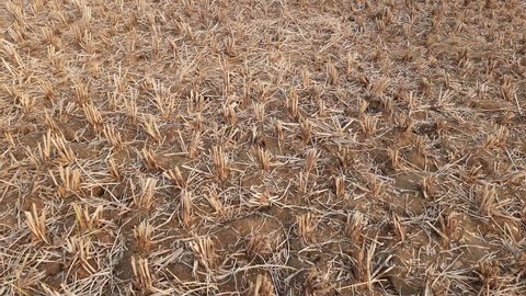 Paddy Field After Harvesting Empty Rice Stock Footage Video (100% ...