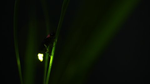 3,139 Fireflies Stock Video Footage - 4K and HD Video Clips | Shutterstock