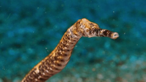 Sea Needle Syngnathus Genus Marine Fish Stock Footage Video (100% ...