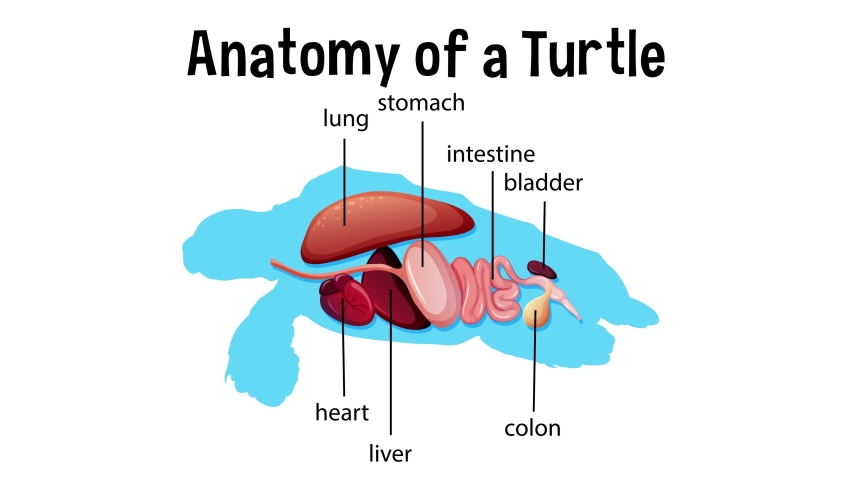 Reptiles anatomy Stock Video Footage - 4K and HD Video Clips | Shutterstock