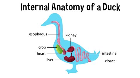 Animated Internal Anatomy Duck Stock Footage Video (100% Royalty-free ...