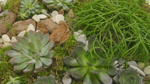 10 Water Storing Tissue Stock Video Footage - 4K and HD Video Clips ...