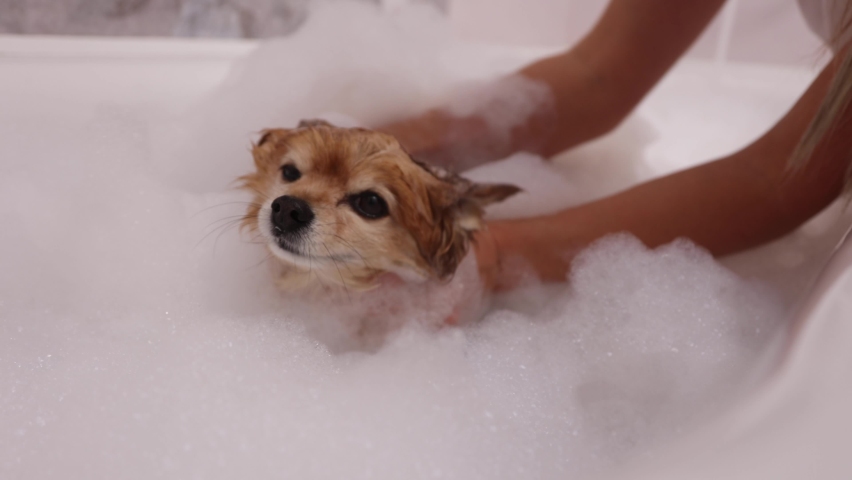 Dog Washed Stock Video Footage | Royalty Free Dog Washed Videos | Pond5