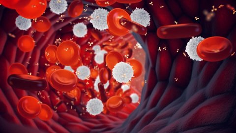 Animation White Blood Cells Leukocytes Red Stock Footage Video (100% ...