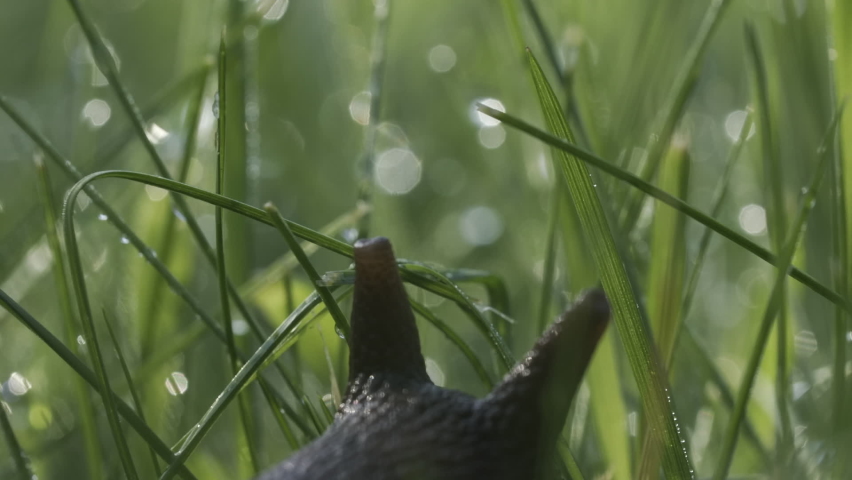 74 Snail scale Stock Video Footage - 4K and HD Video Clips | Shutterstock