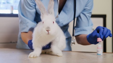 Female Veterinarian Drug Instills Rabbits Ears Stock Footage Video (100 ...