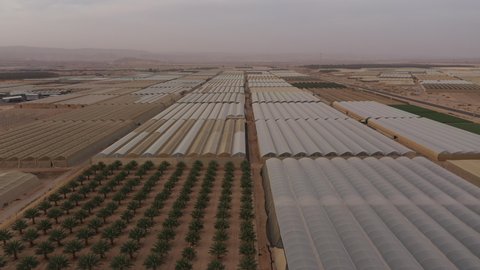 Aerial View Greenhouses Date Palm Trees Stock Footage Video (100% ...