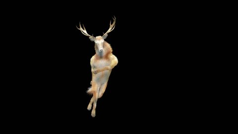 Deer Dancing 3d Rendering Animation Loop Stock Footage Video (100% ...