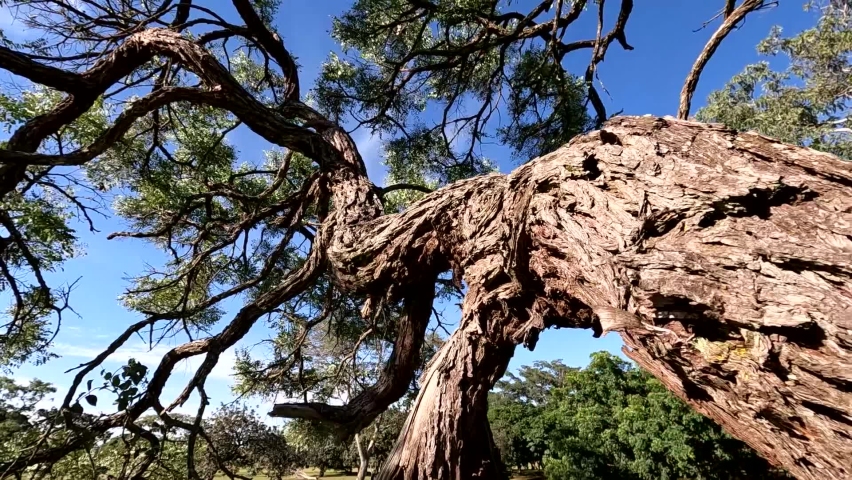 17 Sarah tree Stock Video Footage - 4K and HD Video Clips | Shutterstock