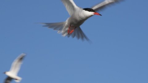 Tern Hovered Air Fluttering Wings Slow Stock Footage Video (100% ...