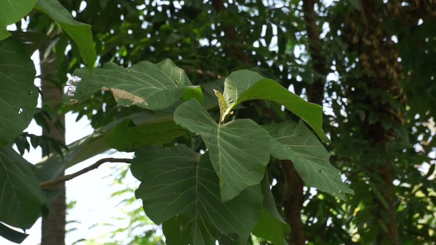 Teak leaf texture Stock Video Footage - 4K and HD Video Clips ...