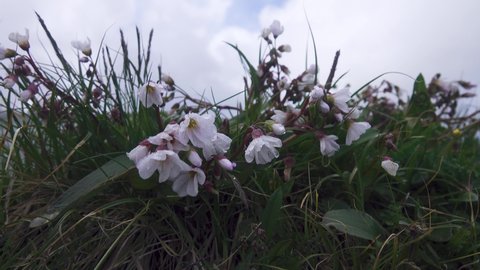 Alp Lily Lloydia Gagea Serotina Alpine Stock Footage Video (100% ...