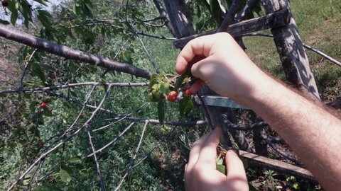 Harmful Crops Gardens Prevention Plant Sick Stock Footage Video (100% ...